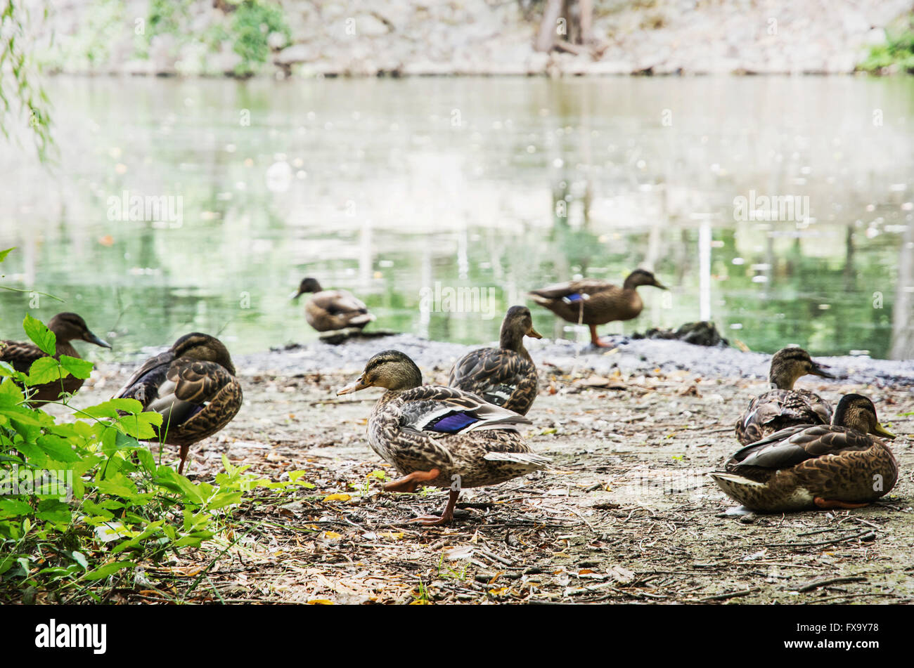 Group of wild mallard ducks on the lake shore. Animal scene Stock Photo ...