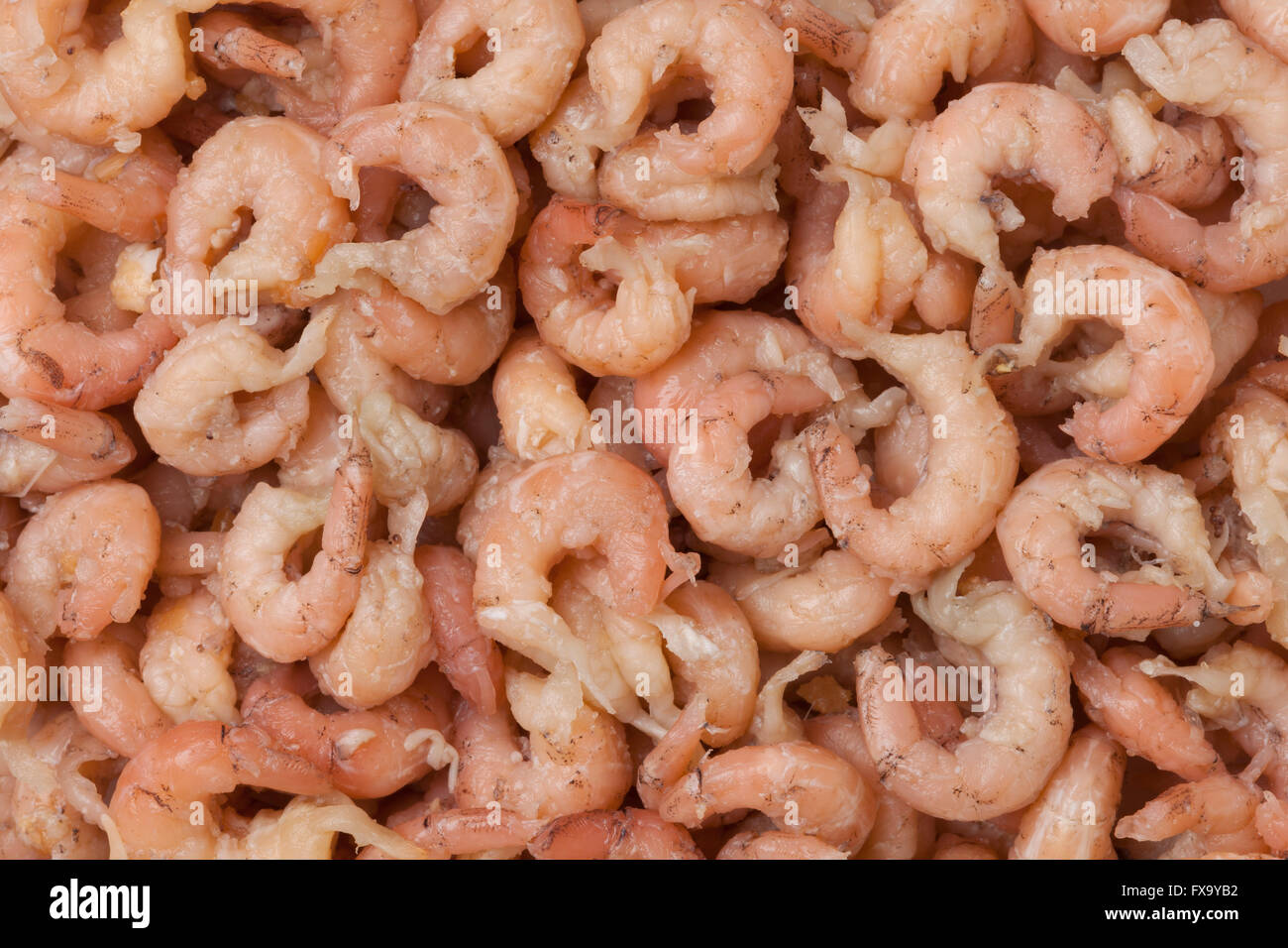 Brown Shrimp