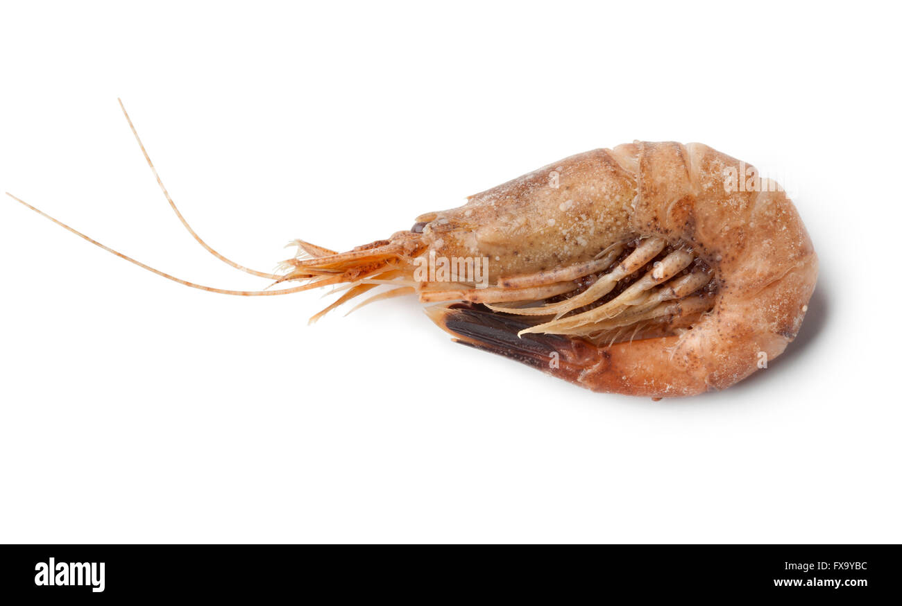 Brown Shrimp