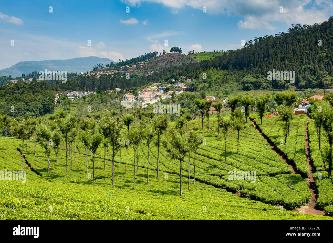 Plantation industry hi-res stock photography and images - Alamy