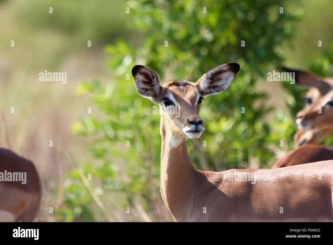 Impala antelope hi-res stock photography and images - Alamy