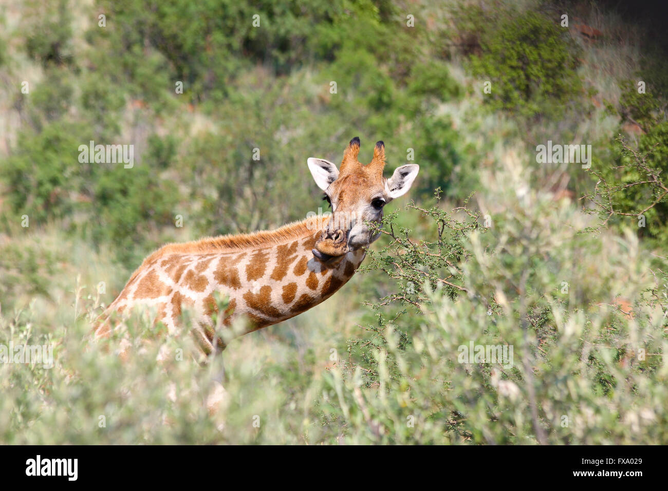 giraffe eating tree Stock Photo - Alamy
