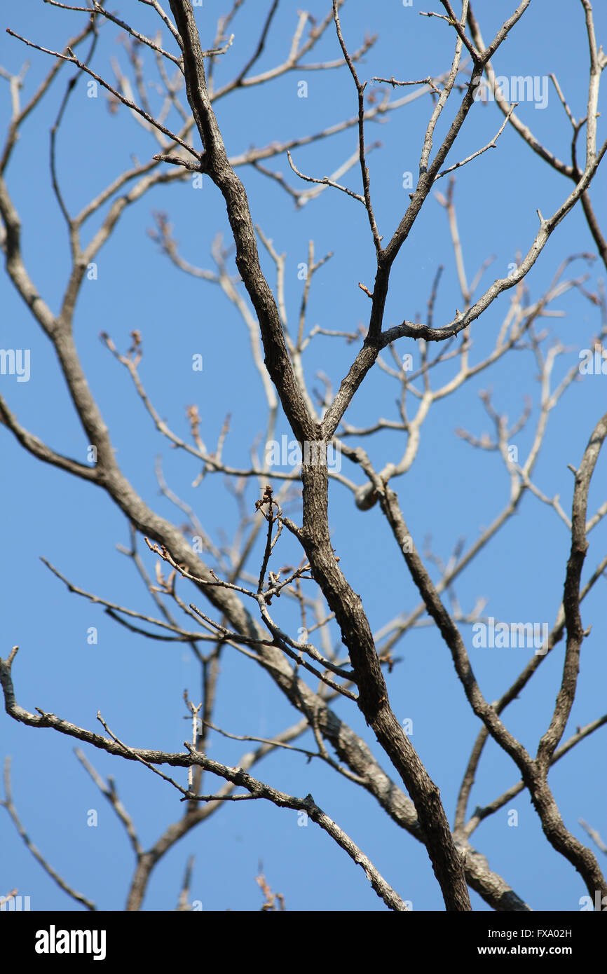 tree branches in the sky Stock Photo - Alamy