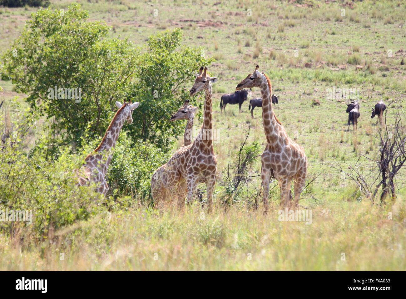 Giraffe family hi-res stock photography and images - Alamy