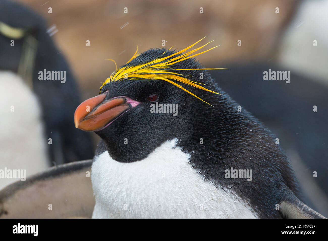 Macaroni Penguin High Resolution Stock Photography and Images - Alamy