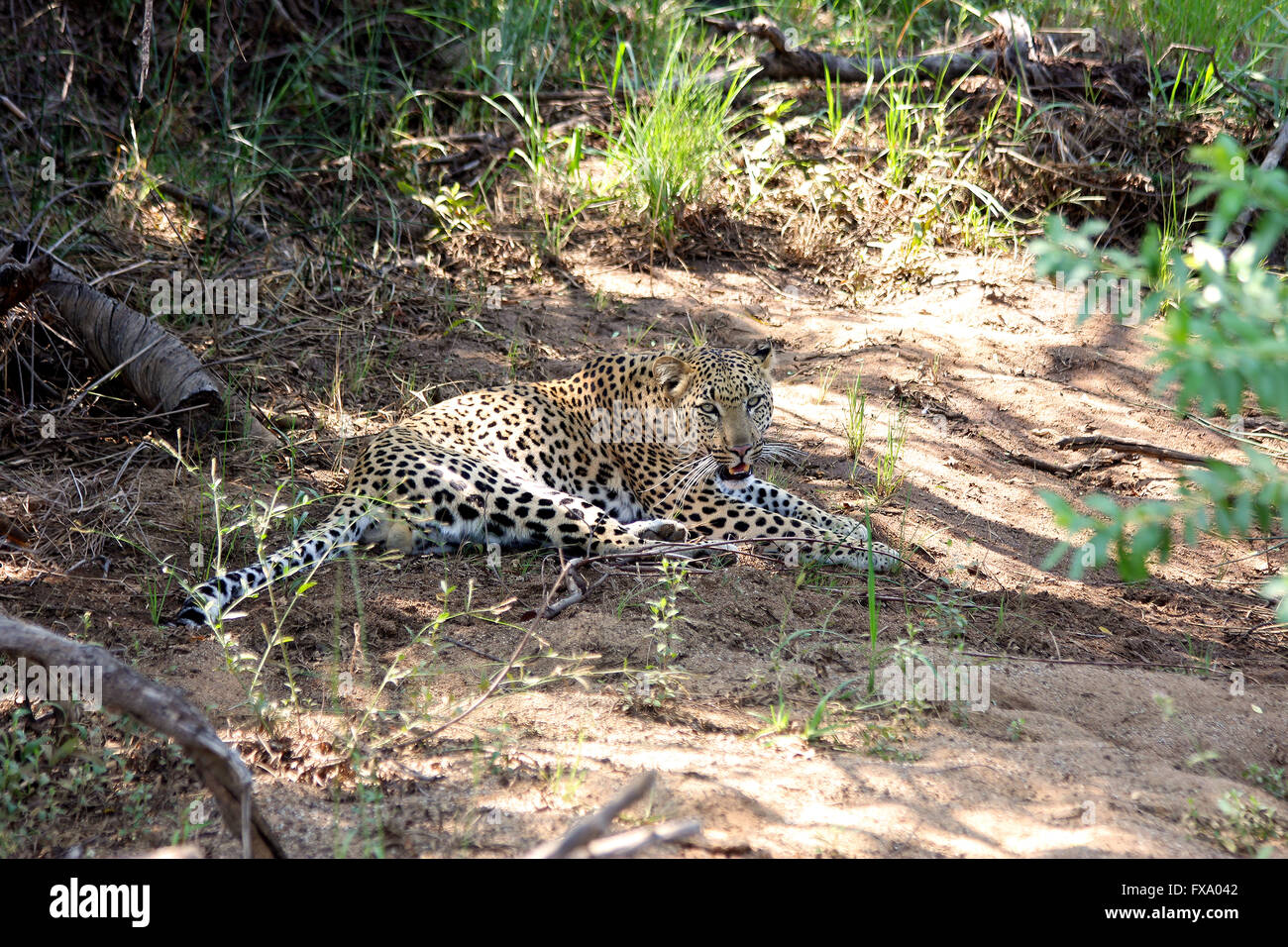 leopard lying down in the shade Stock Photo - Alamy