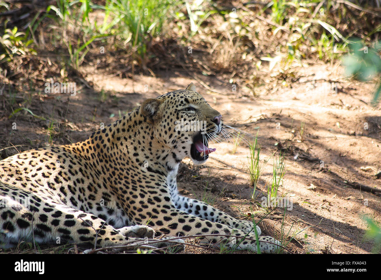 leopard lying down in the shade Stock Photo - Alamy