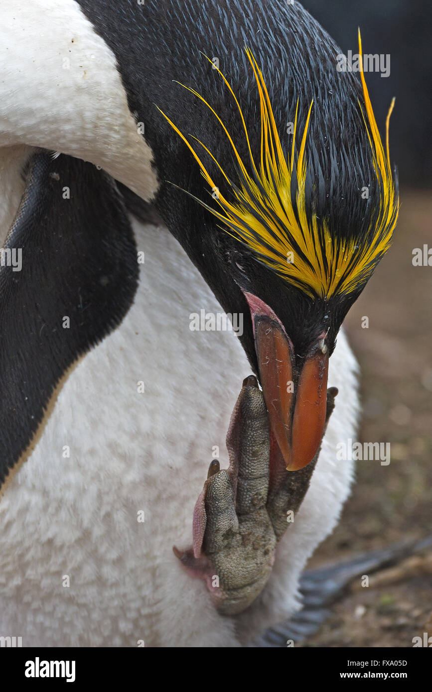 one macoroni penguin standing on one foot while it cleans its other ...