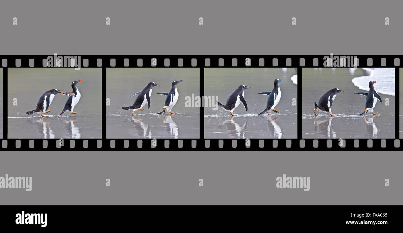 Running and chasing each other hi-res stock photography and images - Alamy