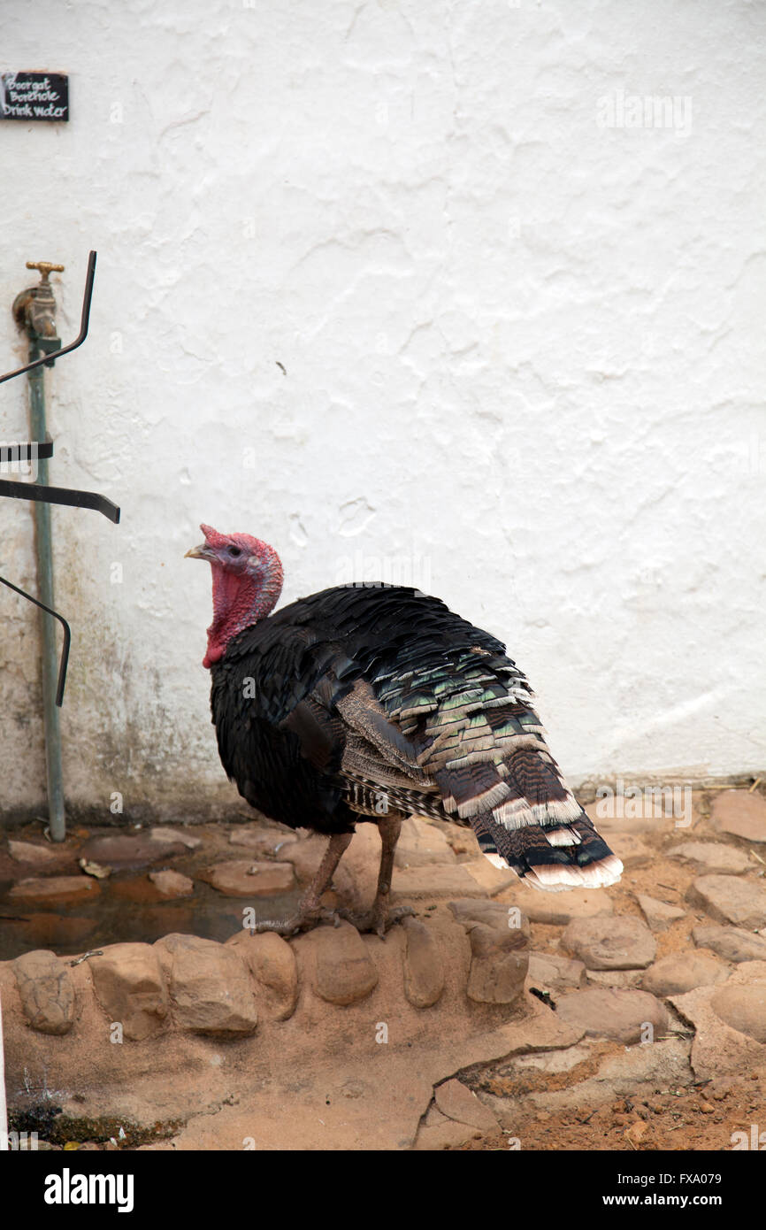 Turkey and south africa hi-res stock photography and images - Alamy