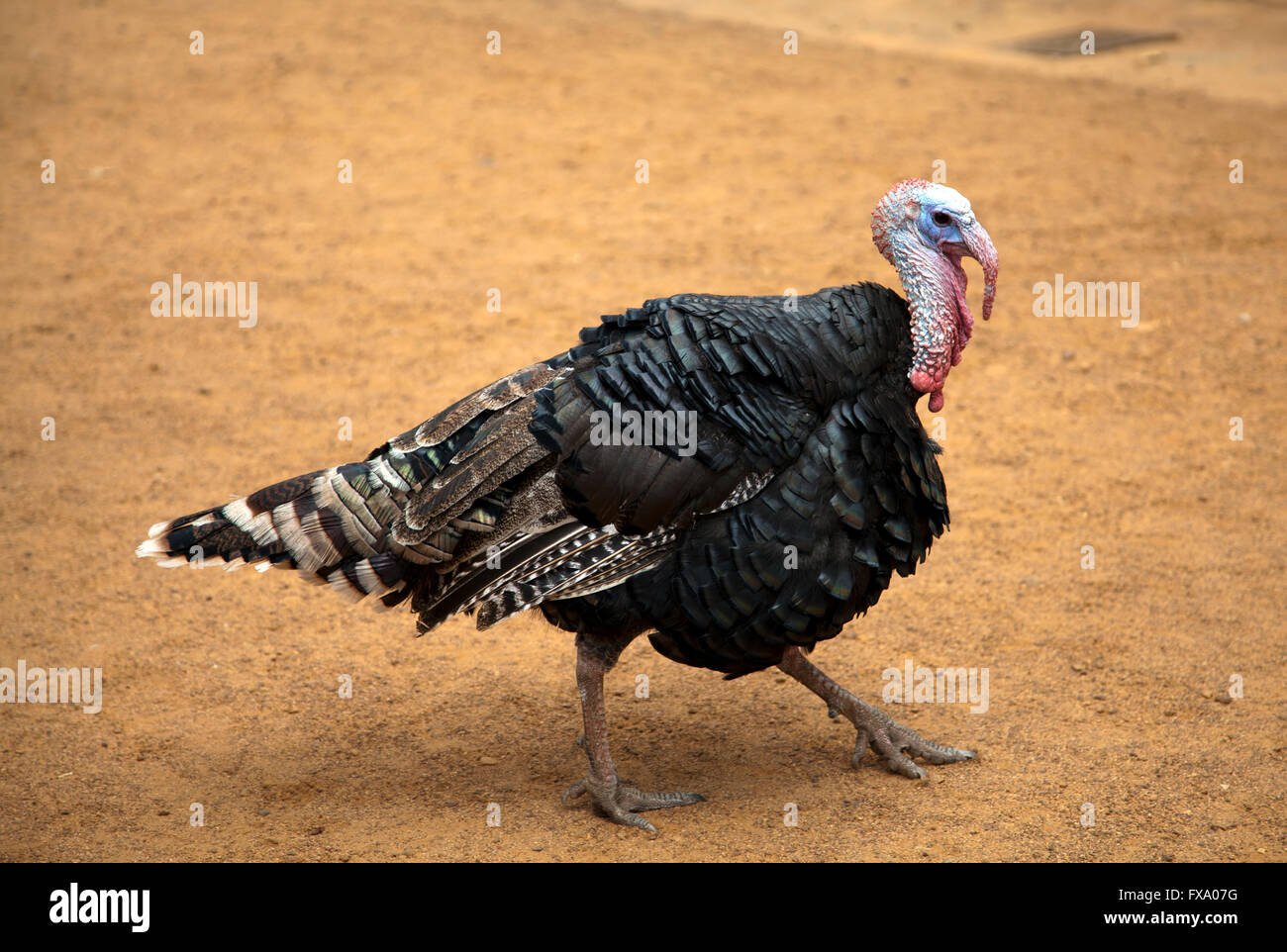 Turkey on Babylonstoren Farm in Western Cape - South Africa Stock Photo ...
