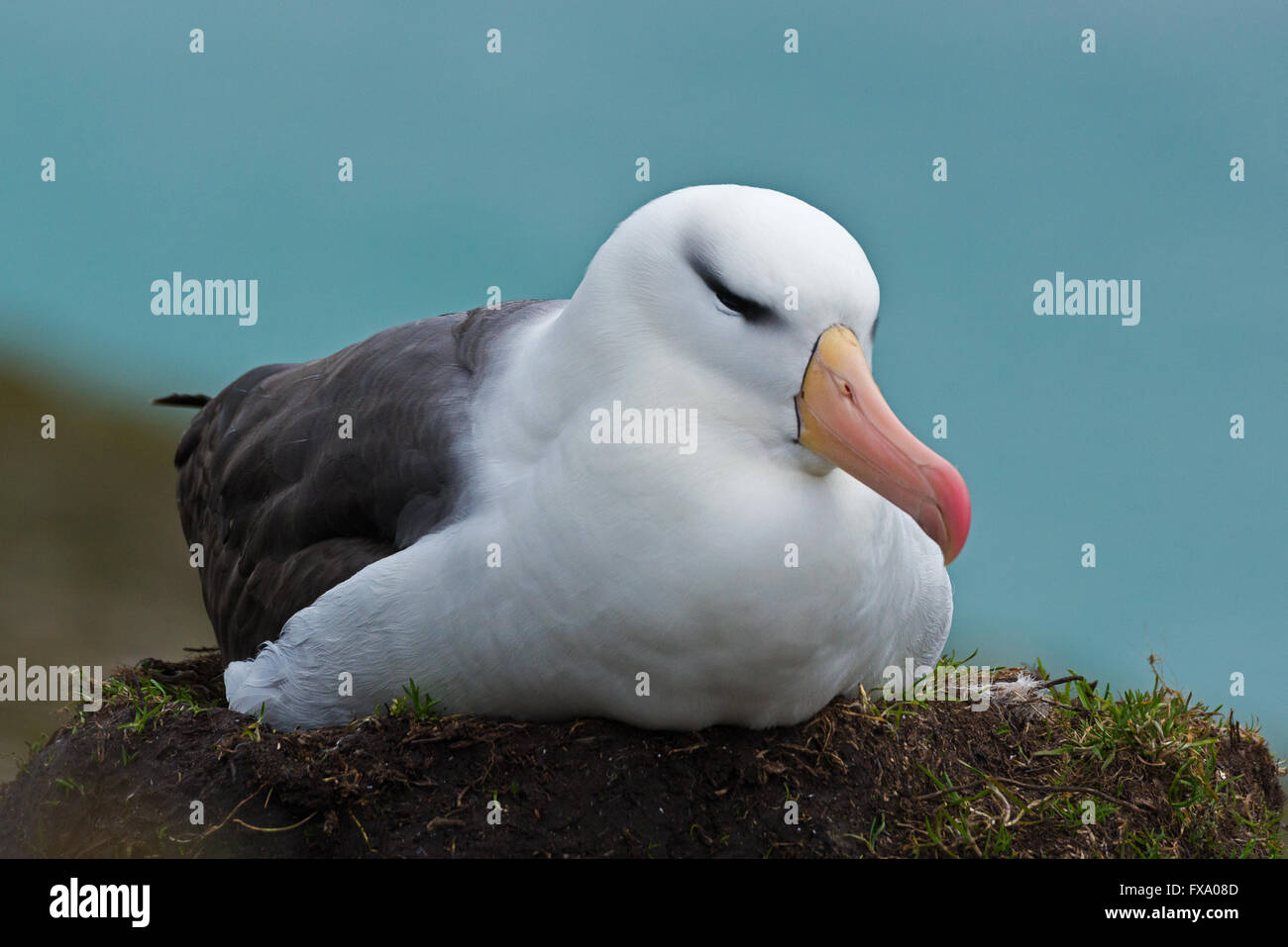 single albatross sitting on a nest on Saunders Island in the Falklands ...
