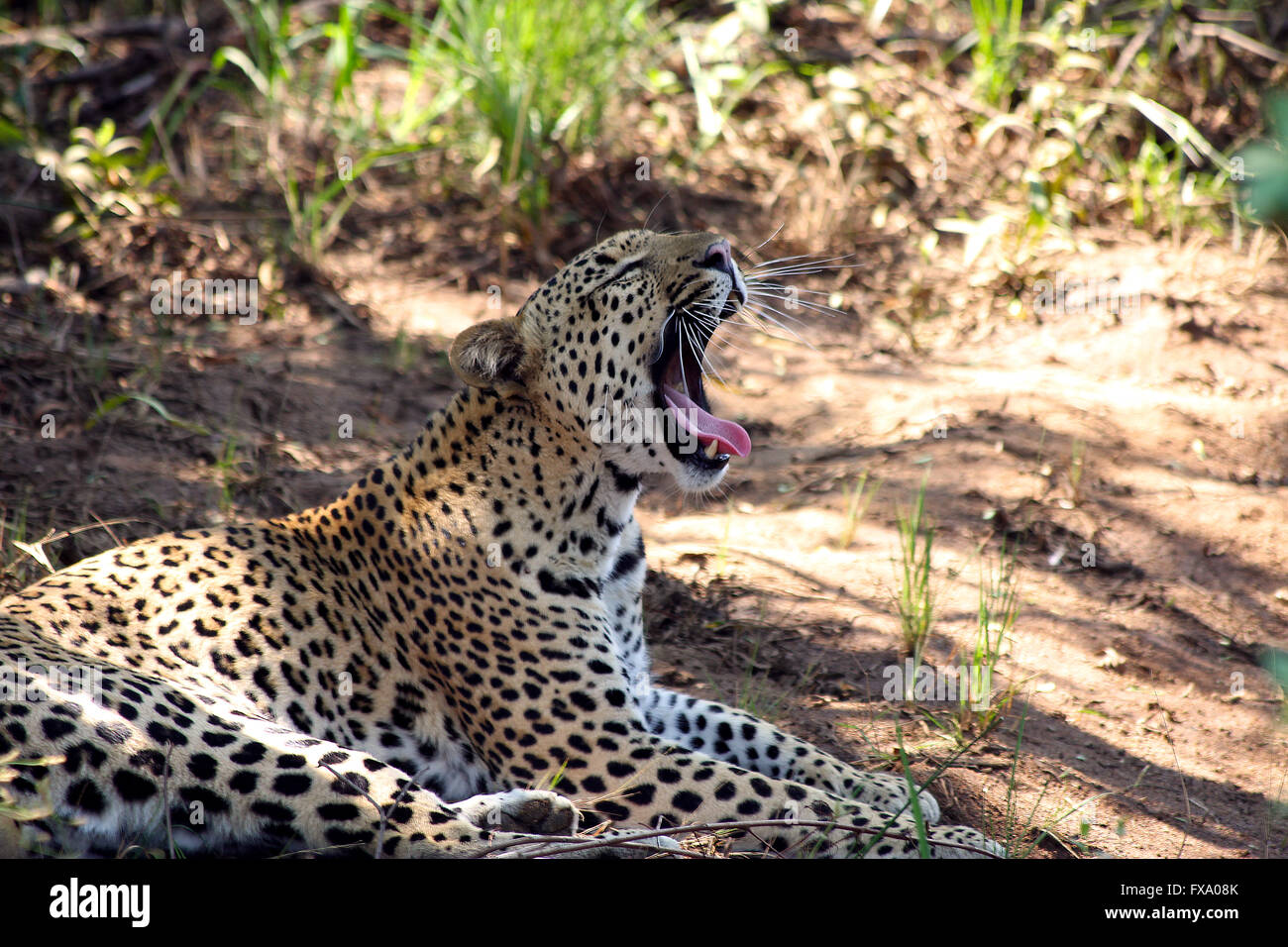 Leopard lying down hi-res stock photography and images - Alamy