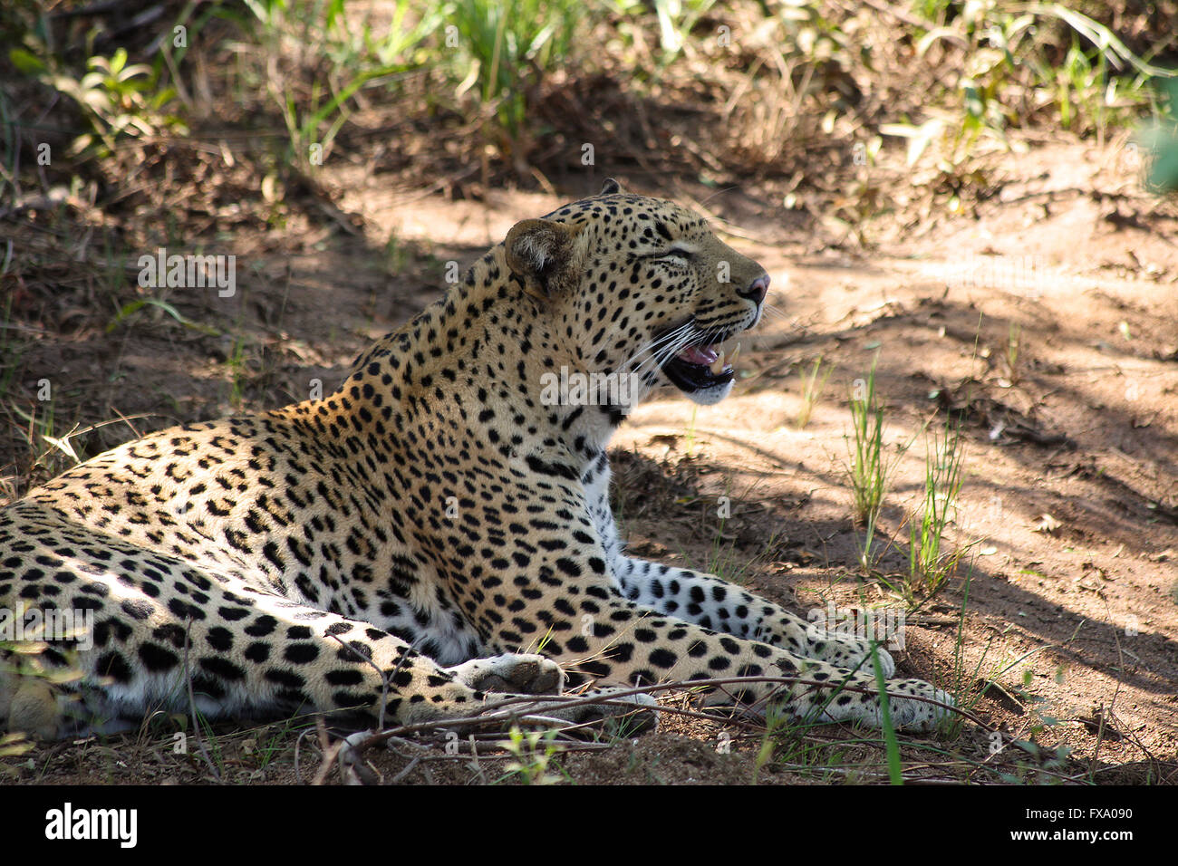 leopard lying down in the shade Stock Photo - Alamy