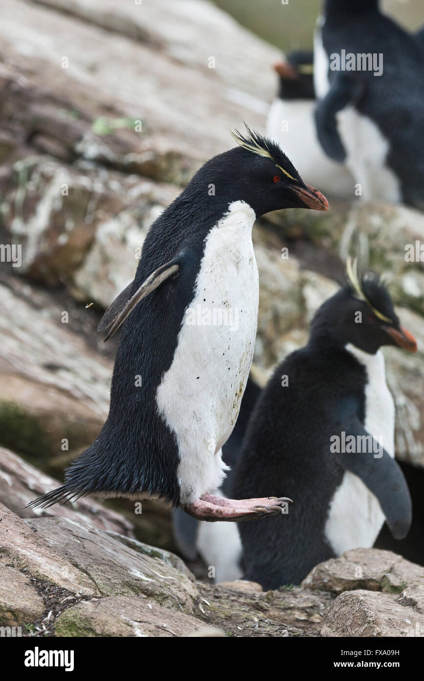 Rockhopper penguin jumping hi-res stock photography and images - Alamy