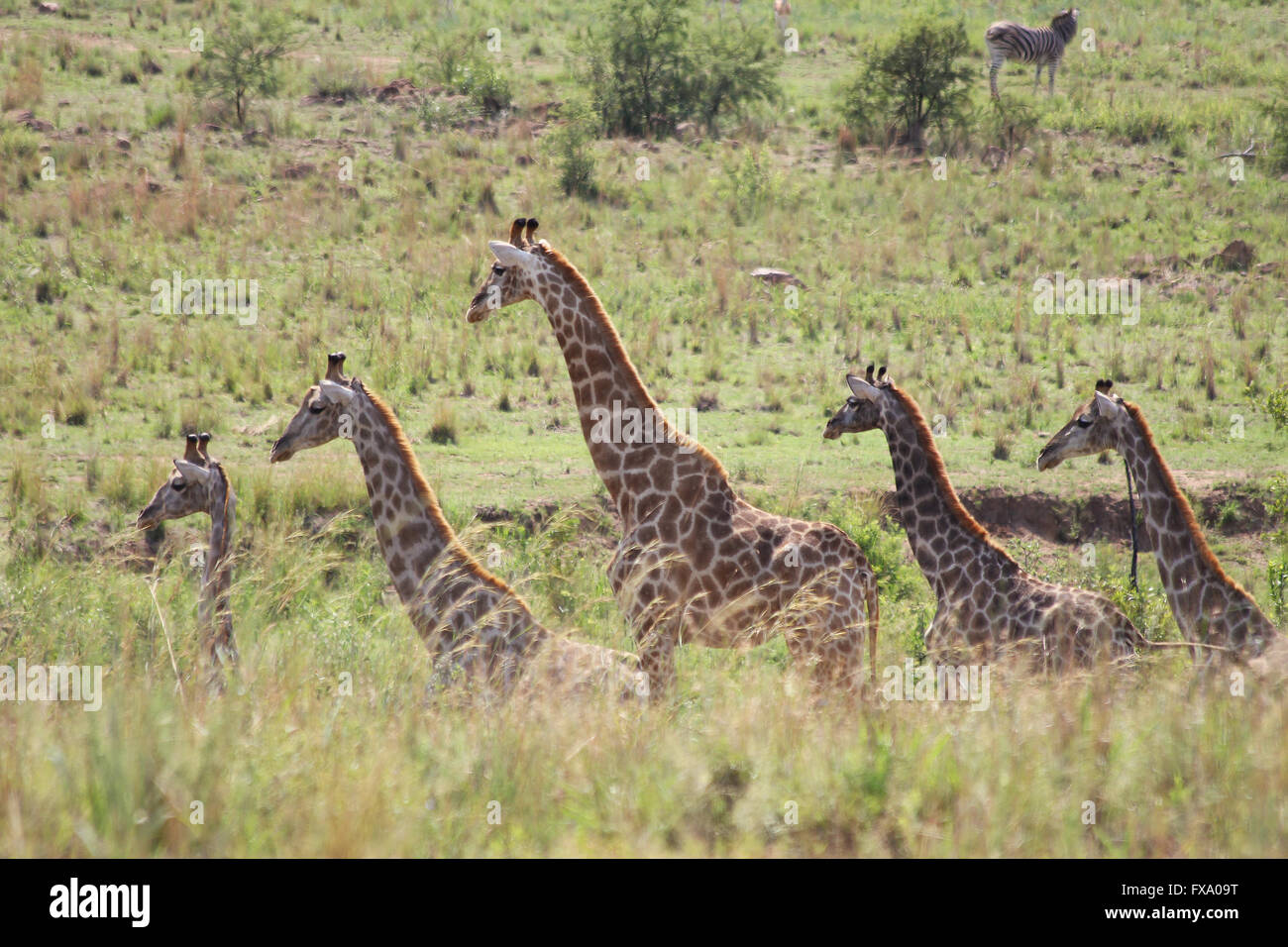 leopard stalking giraffe Stock Photo - Alamy