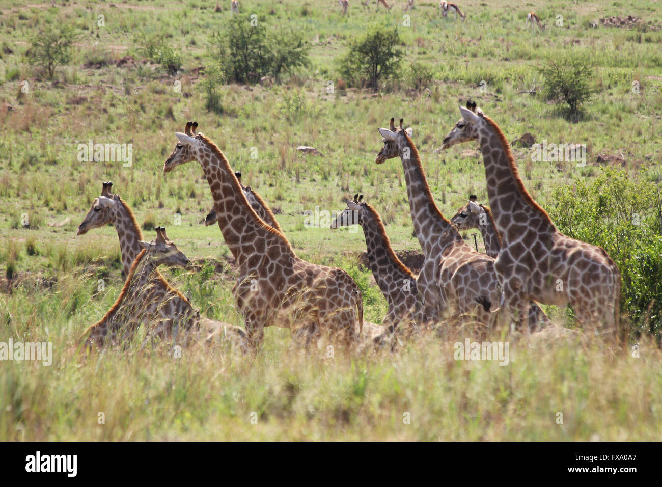 leopard stalking giraffe Stock Photo - Alamy