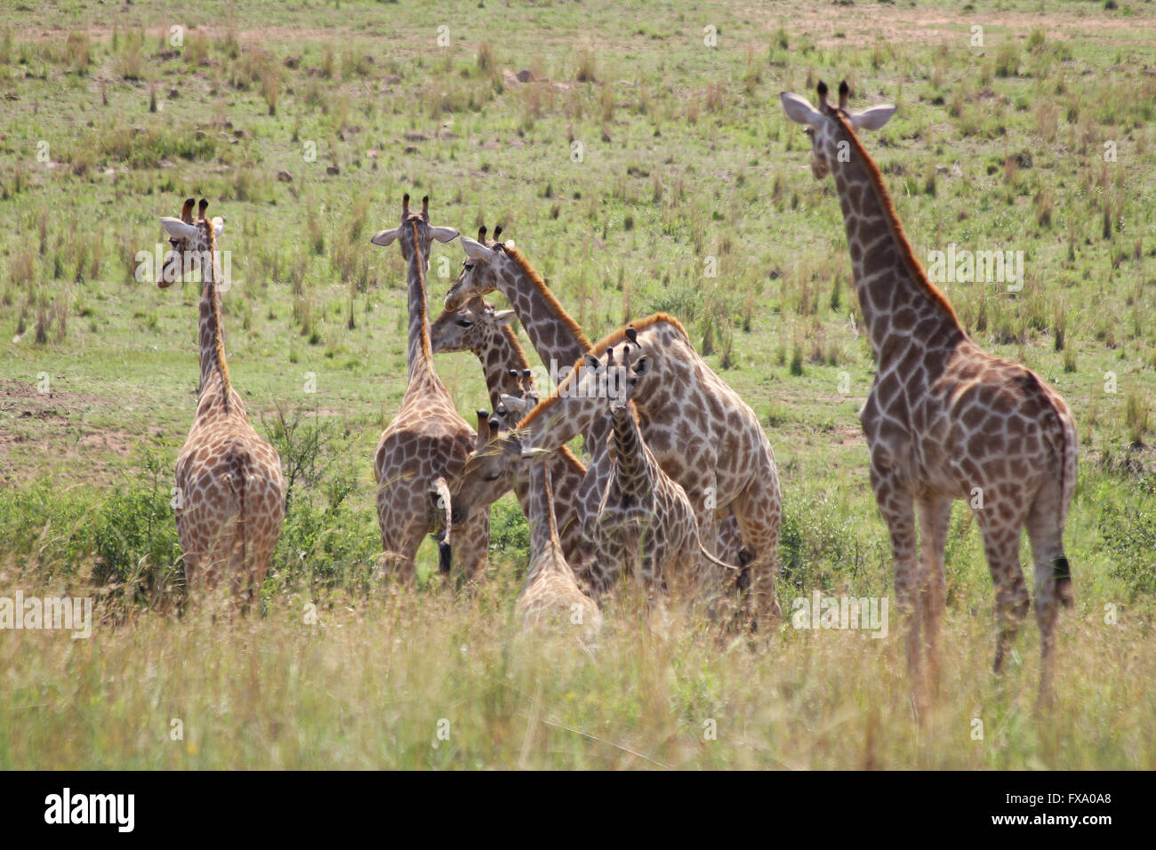 leopard stalking giraffe Stock Photo - Alamy