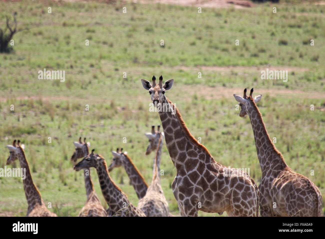 leopard stalking giraffe Stock Photo - Alamy