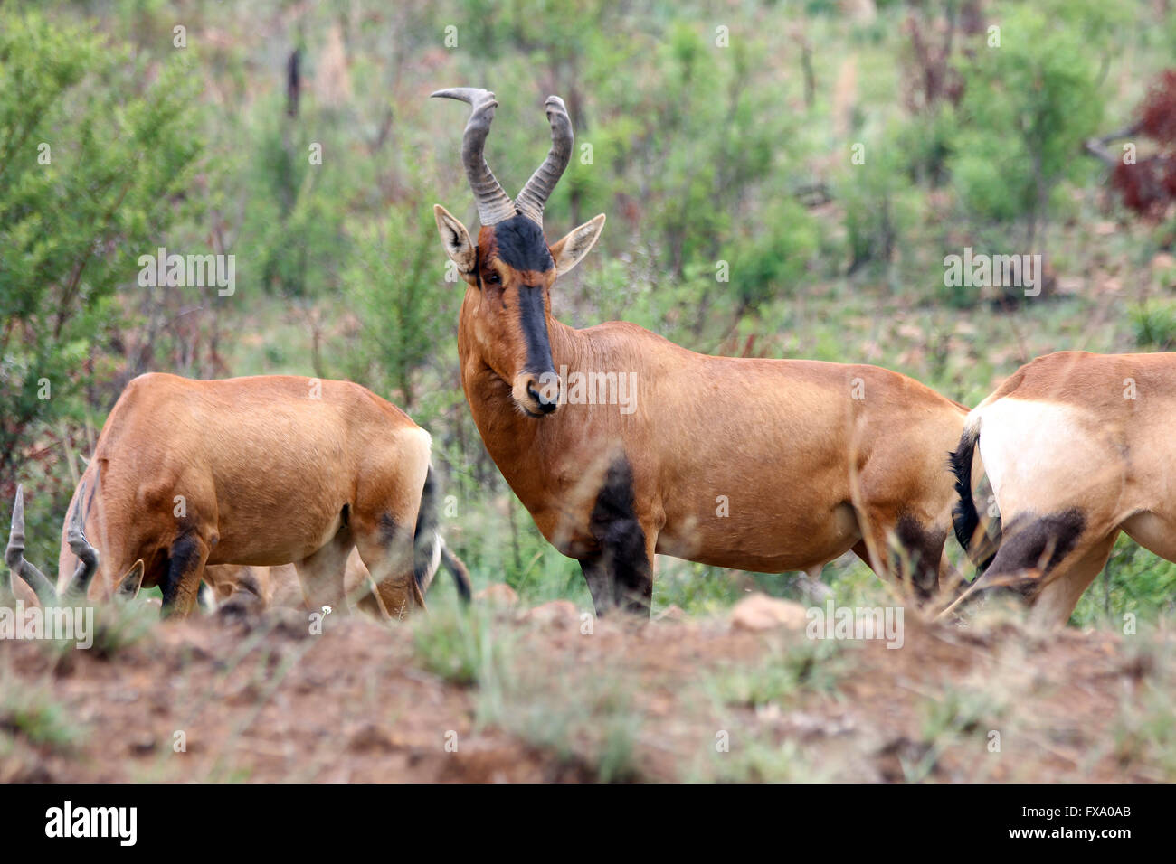 Hartebeest horns hi-res stock photography and images - Alamy