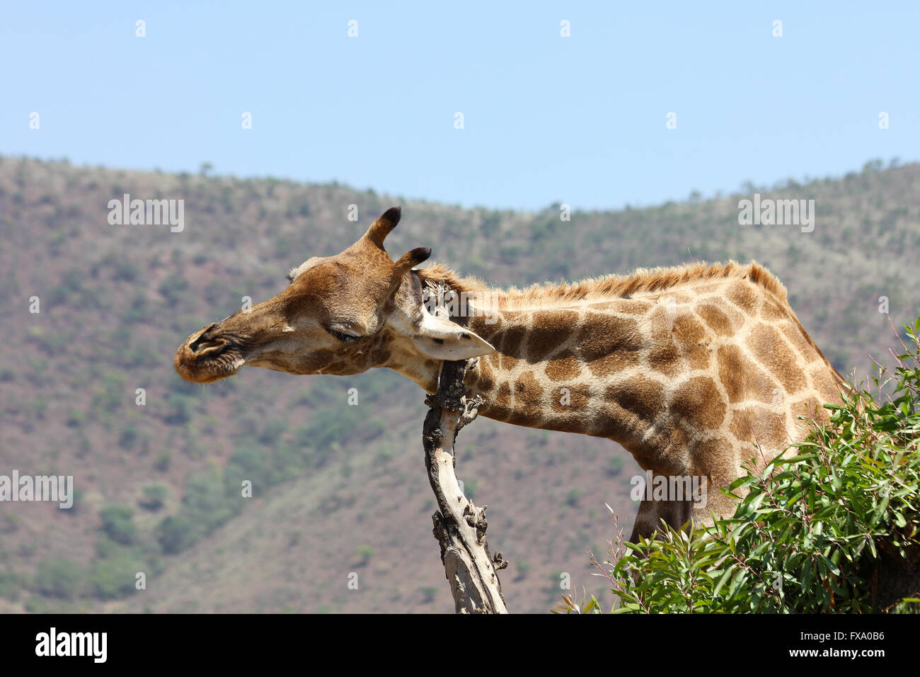 Dead giraffe hi-res stock photography and images - Alamy