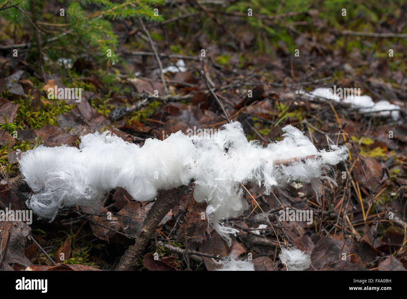 Ice hair frost beard hi-res stock photography and images - Alamy