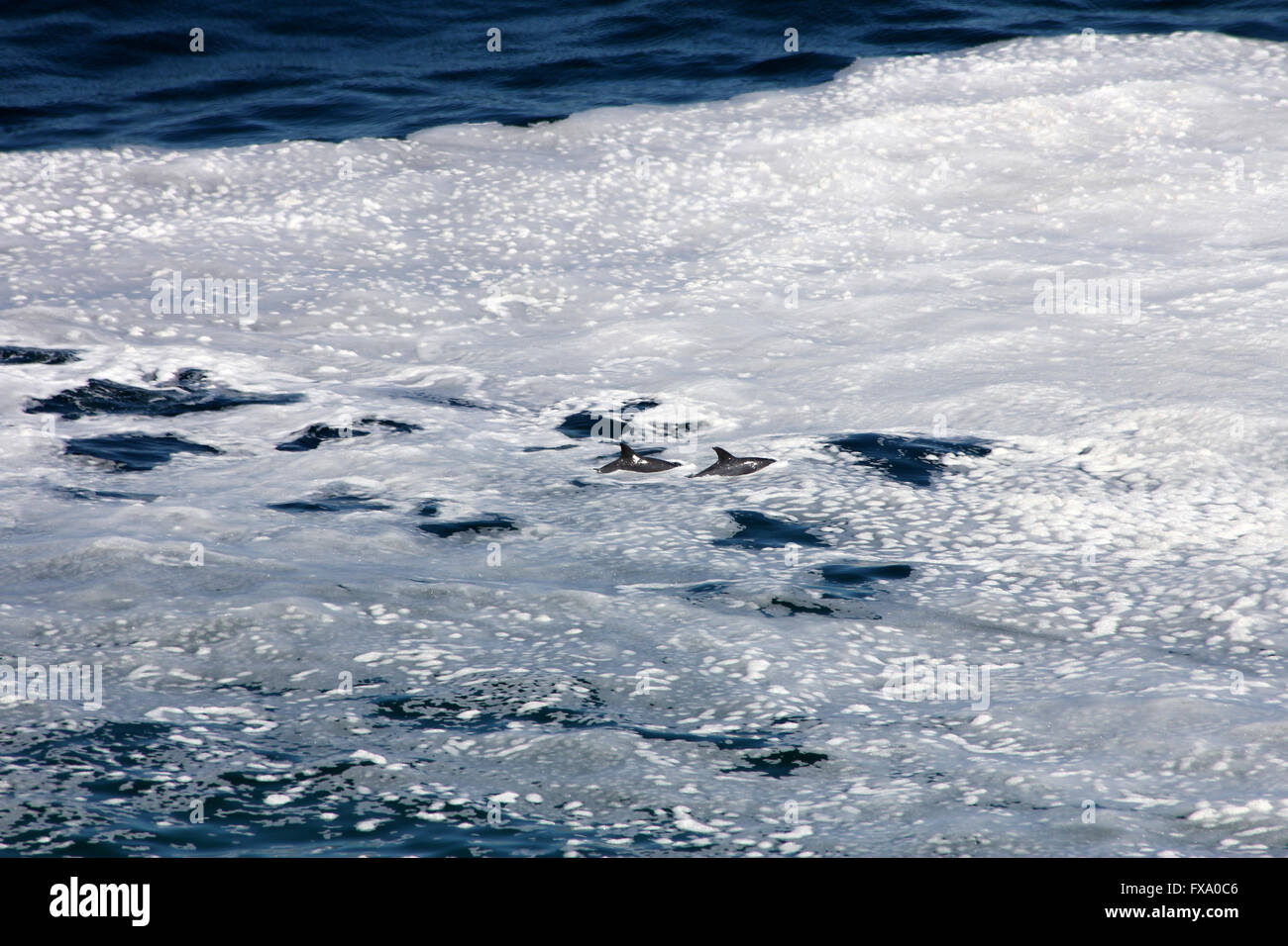 Dolphins hunting fish hi-res stock photography and images - Alamy