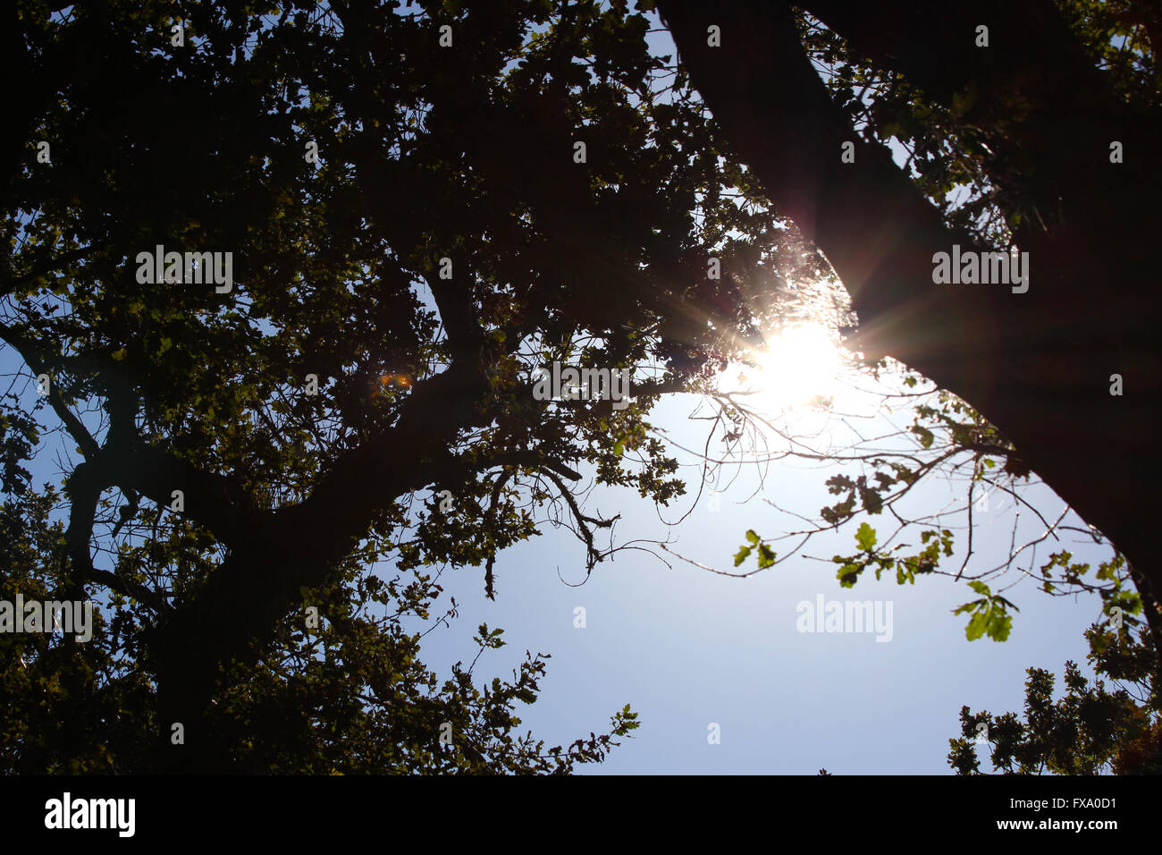 sunlight through trees Stock Photo - Alamy