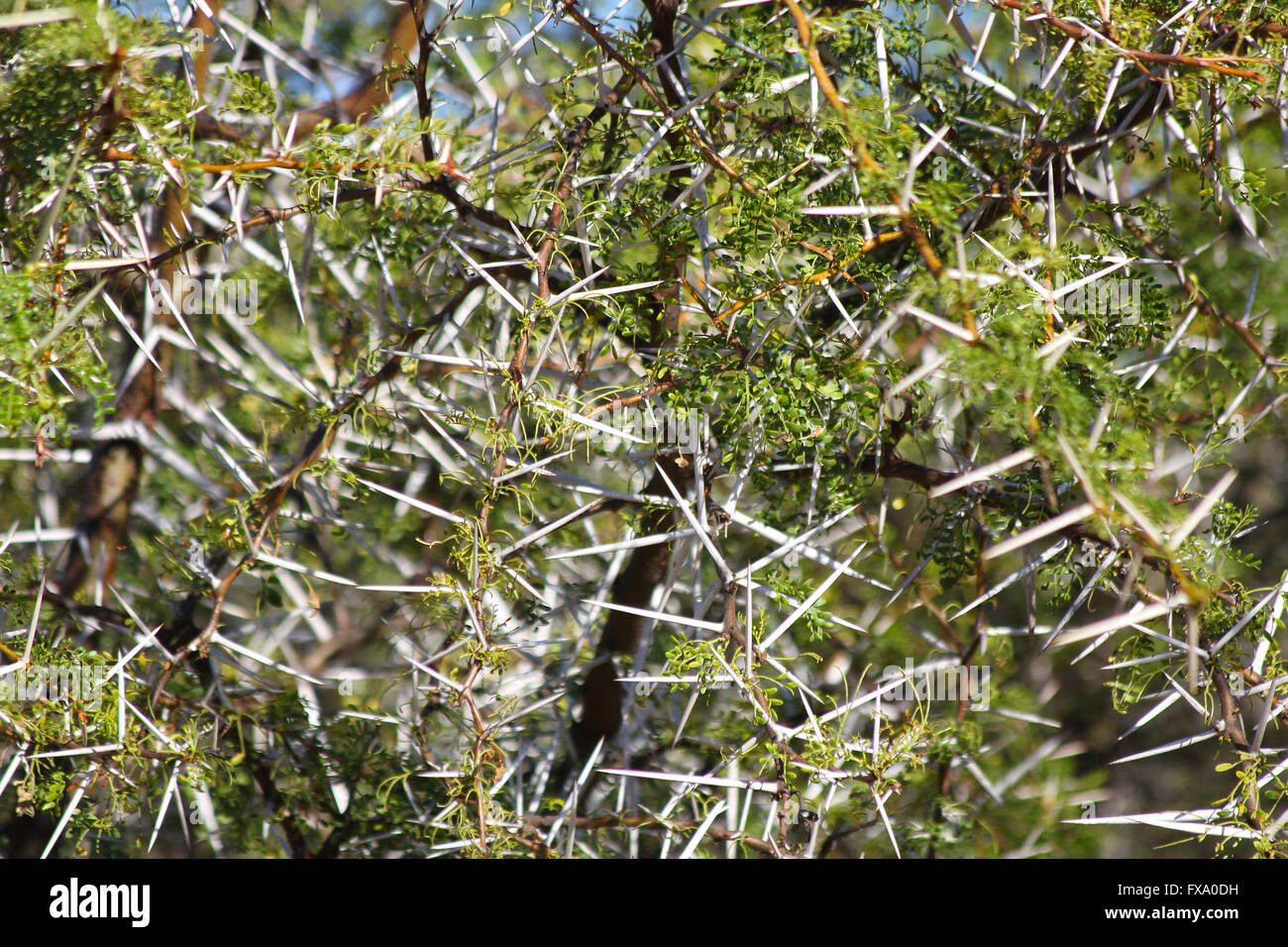 vachellia drepanolobium, whistling thorn tree Africa Stock Photo - Alamy