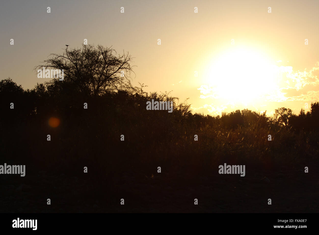 African bush sunset hi-res stock photography and images - Alamy