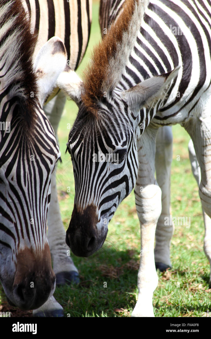 zebras in grass in Africa Stock Photo - Alamy