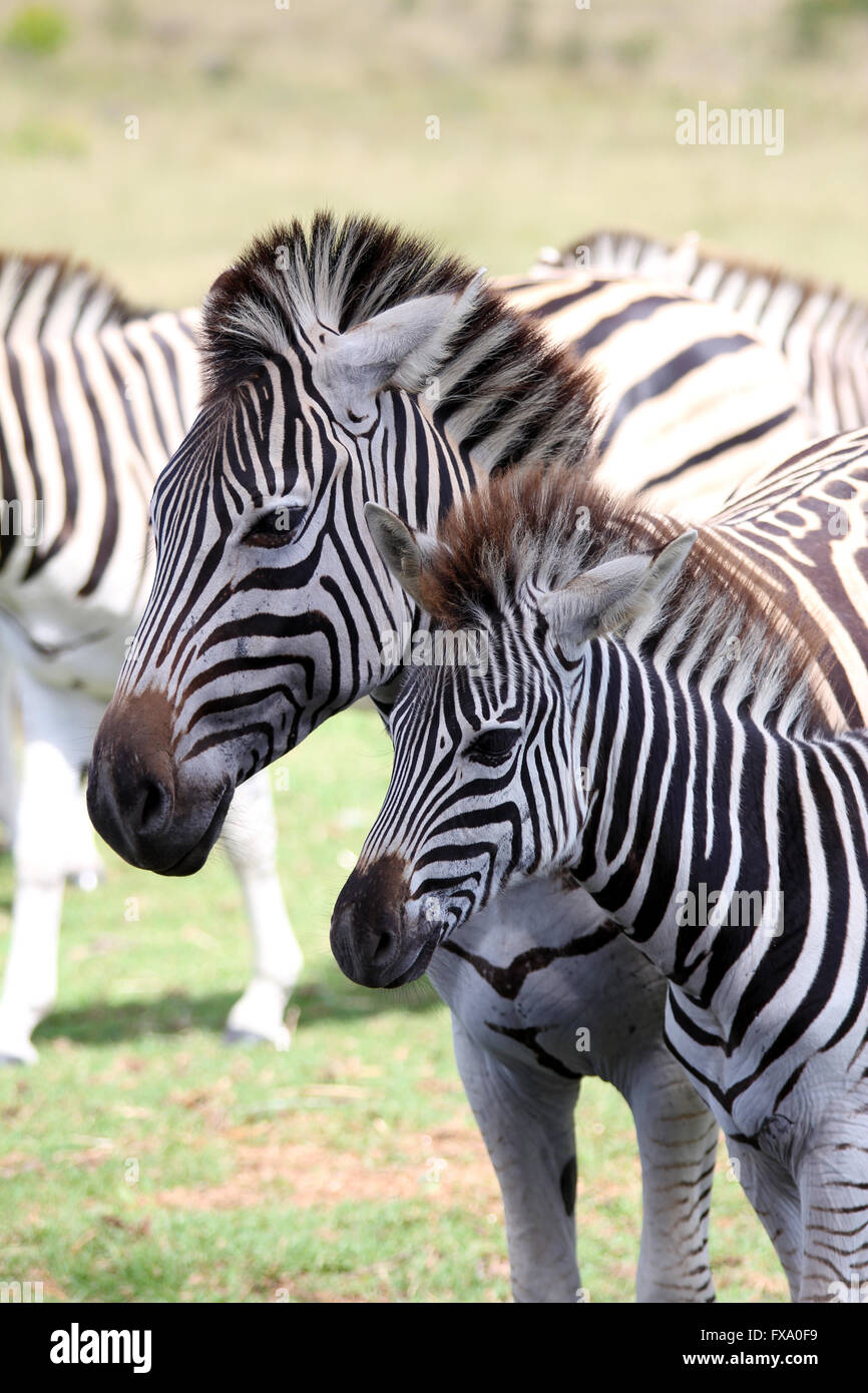 zebras in grass in Africa Stock Photo - Alamy