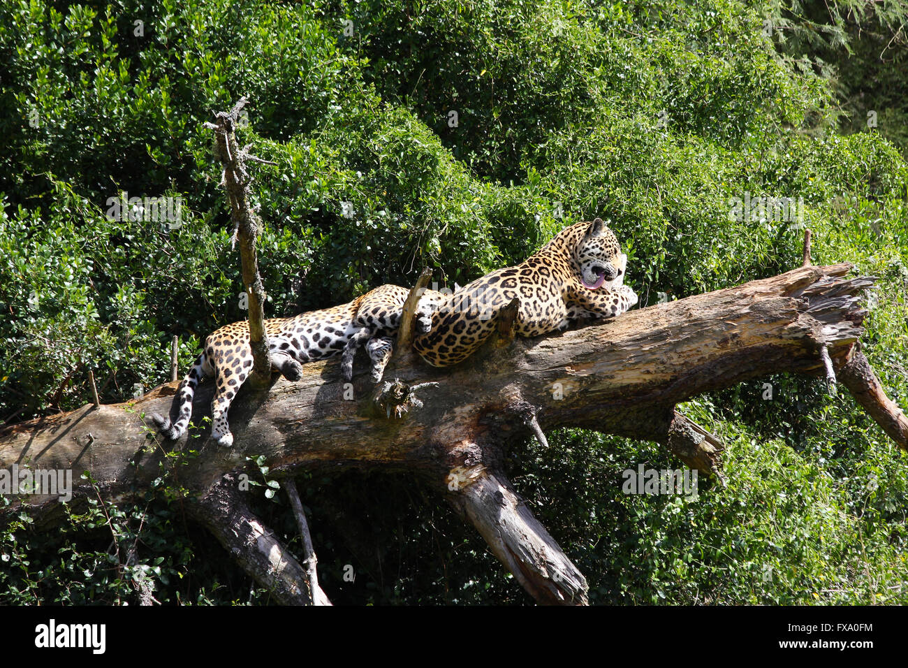 Jaguar in a tree hi-res stock photography and images - Alamy