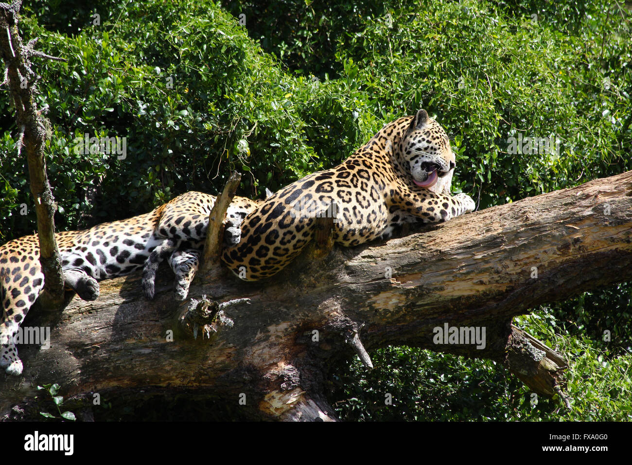Jaguar in a tree hi-res stock photography and images - Alamy