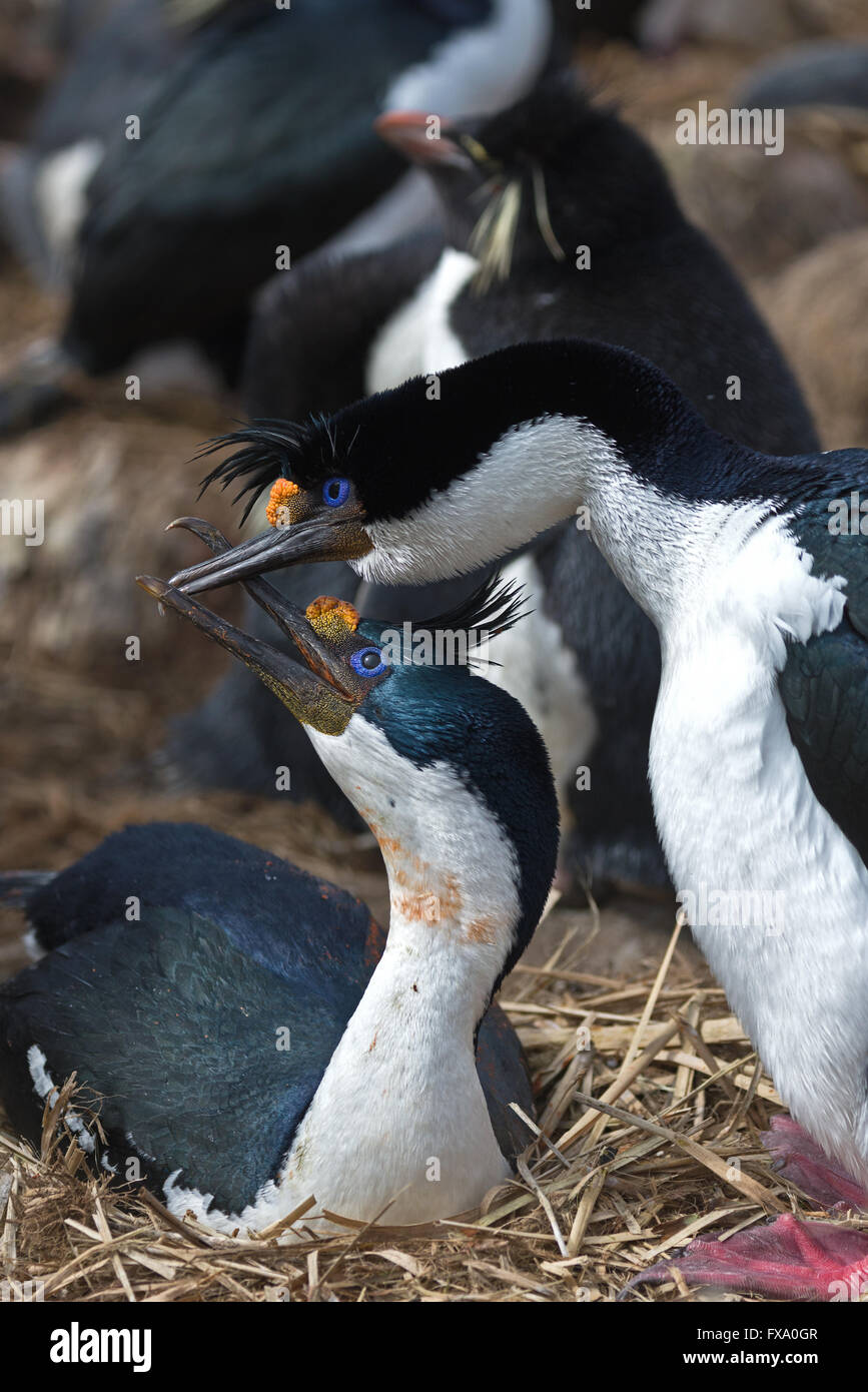 pair of imperial shags greeting each other on New Island in the ...