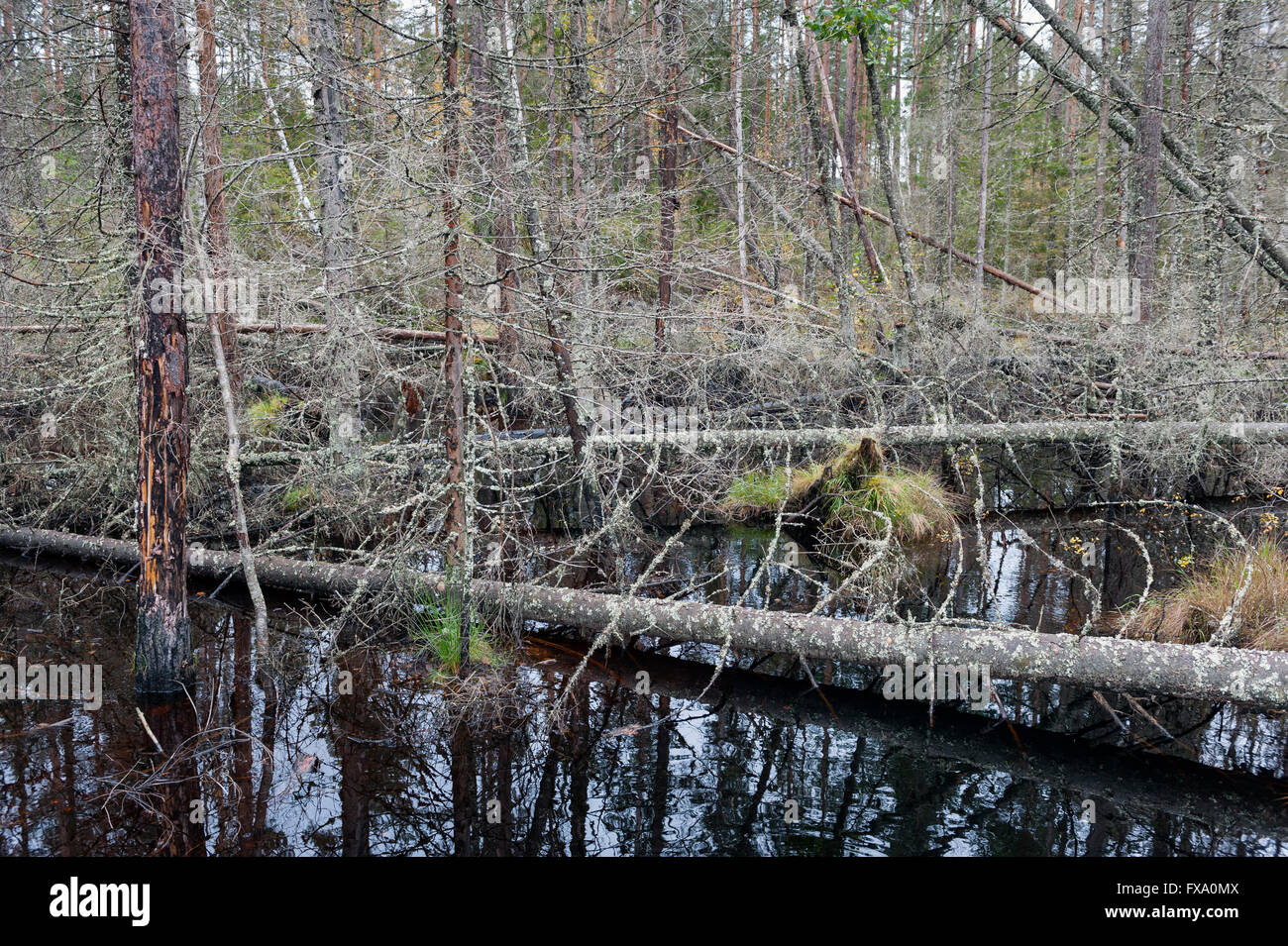 Flooded woods hi-res stock photography and images - Alamy