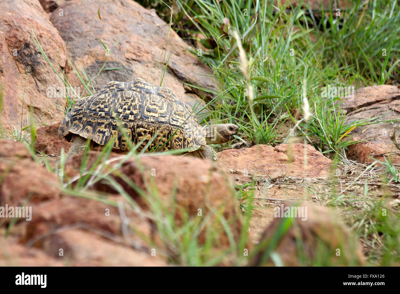 Shell bush hi-res stock photography and images - Alamy