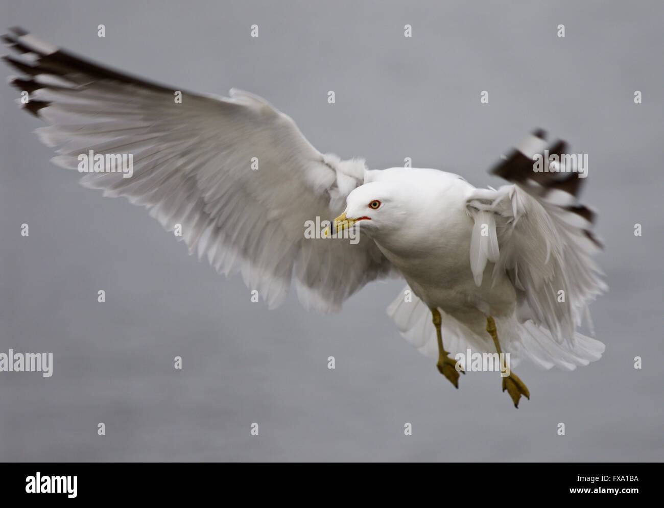 Very beautiful isolated photo of the flying gull with the wings opened ...