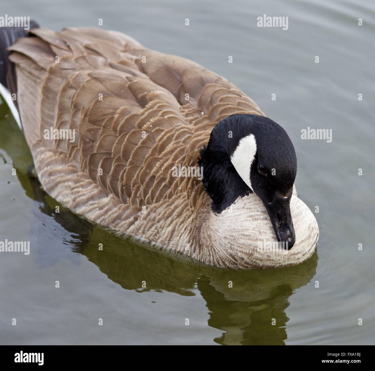 Goose looking at you hi-res stock photography and images - Alamy
