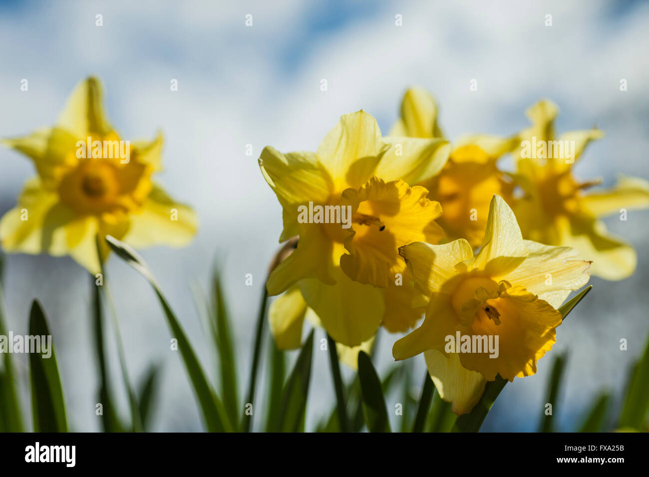 Yellow daffodils in a Brighton garden, East Sussex, England Stock Photo ...