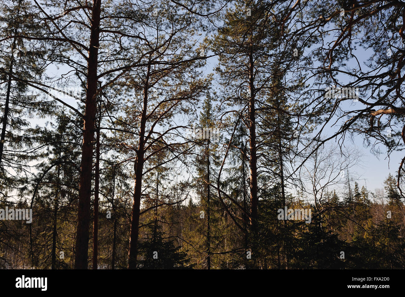 Taiga landscape hi-res stock photography and images - Alamy