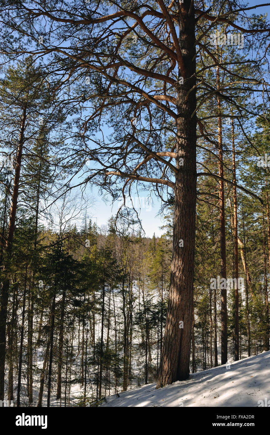 Taiga landscape hi-res stock photography and images - Alamy