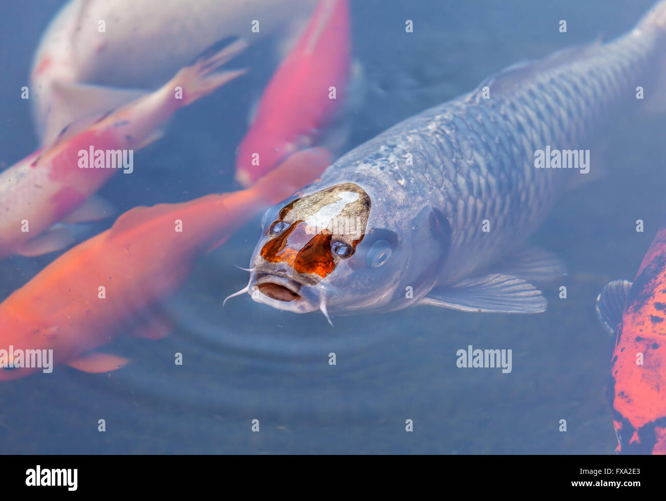 Red orange white koi carps hi-res stock photography and images - Alamy
