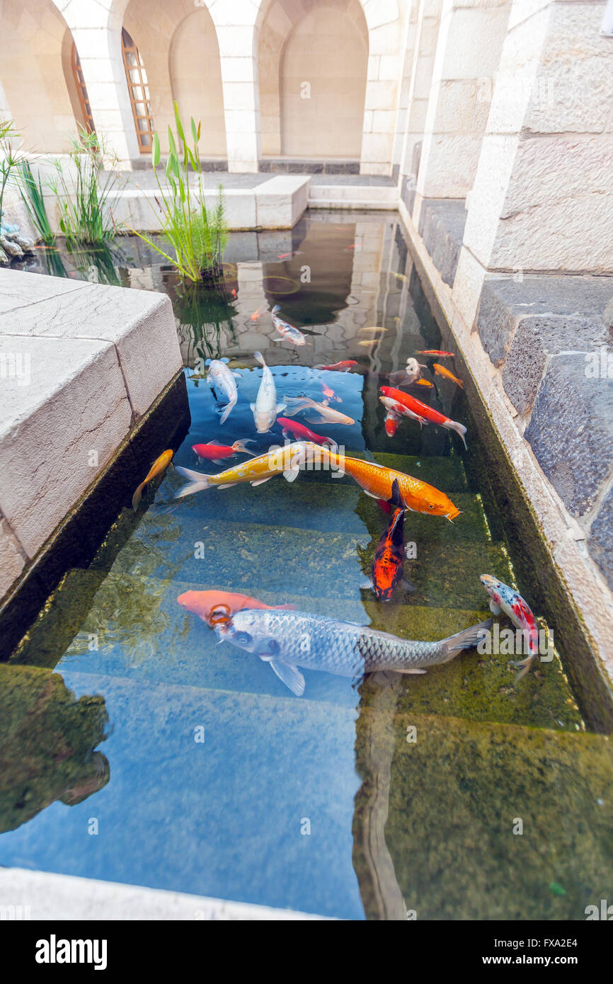 Red orange white koi carps hi-res stock photography and images - Alamy
