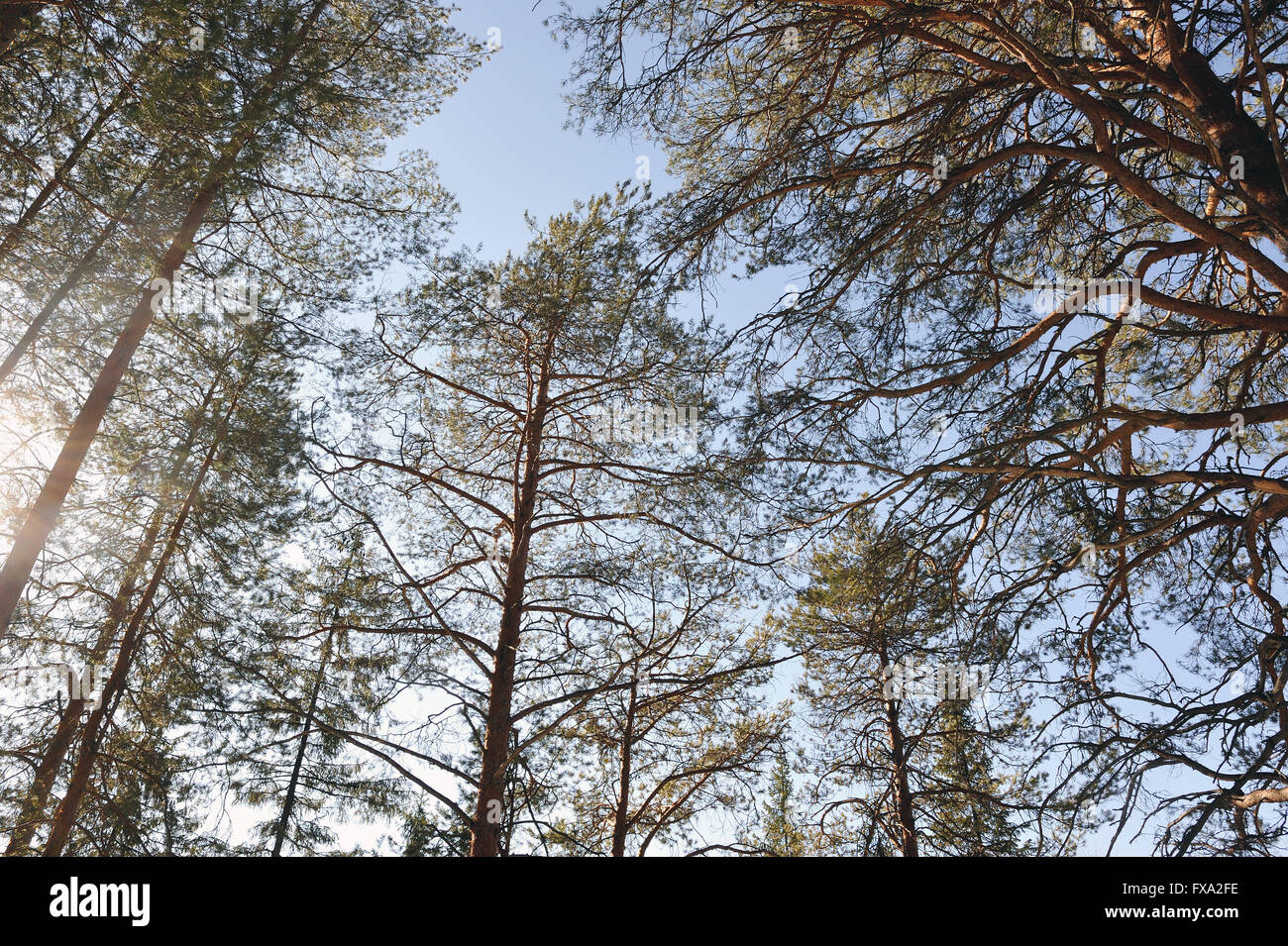Taiga landscape hi-res stock photography and images - Alamy