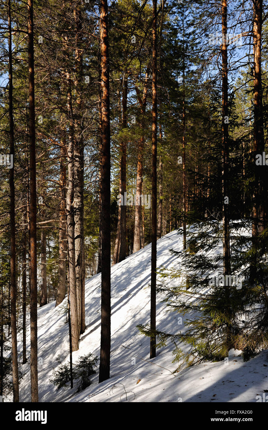 Spring view of taiga forest Stock Photo - Alamy