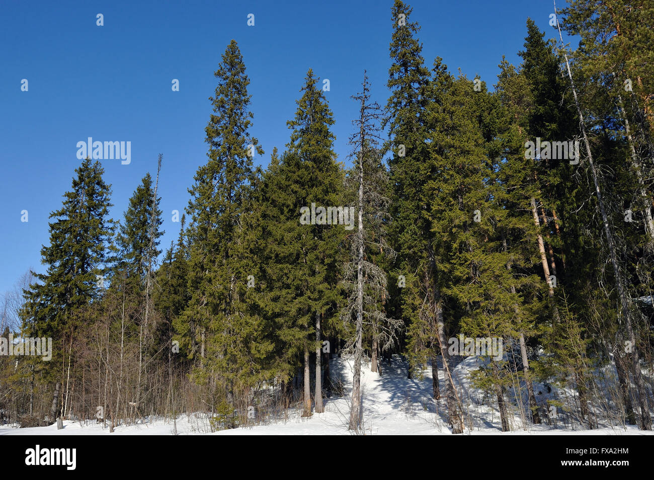 Spring view of taiga forest with deep blue spring sky Stock Photo - Alamy