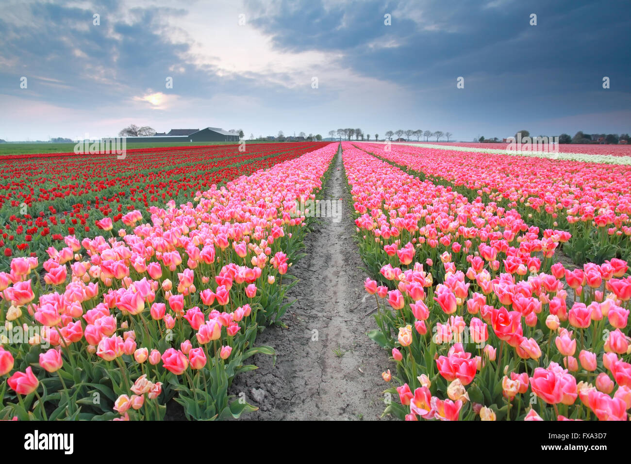 Groningen field hi-res stock photography and images - Alamy