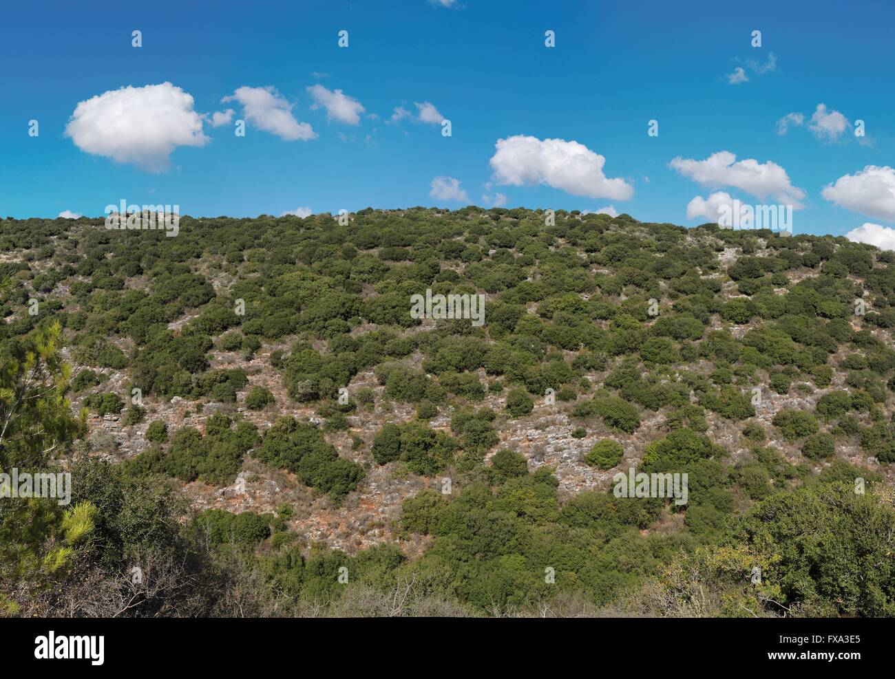 Hill with bushes hi-res stock photography and images - Alamy