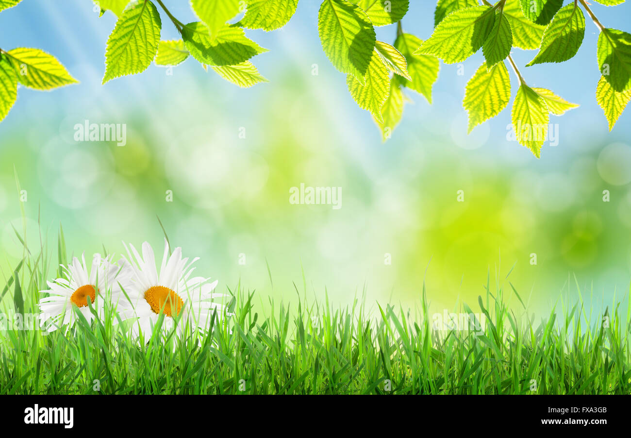 Abstract sunny spring background with grass and chamomile flowers Stock ...